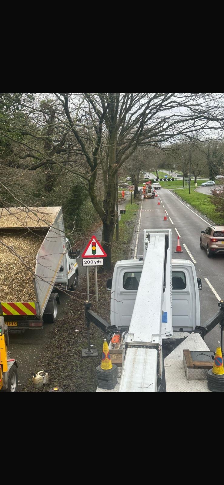 Tree surgeons Sussex, Surrey, Kent