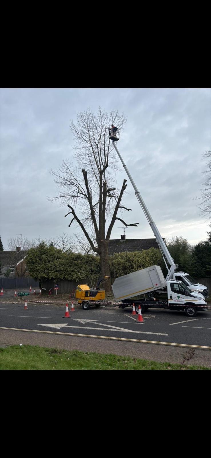 Tree surgeons Sussex, Surrey, Kent