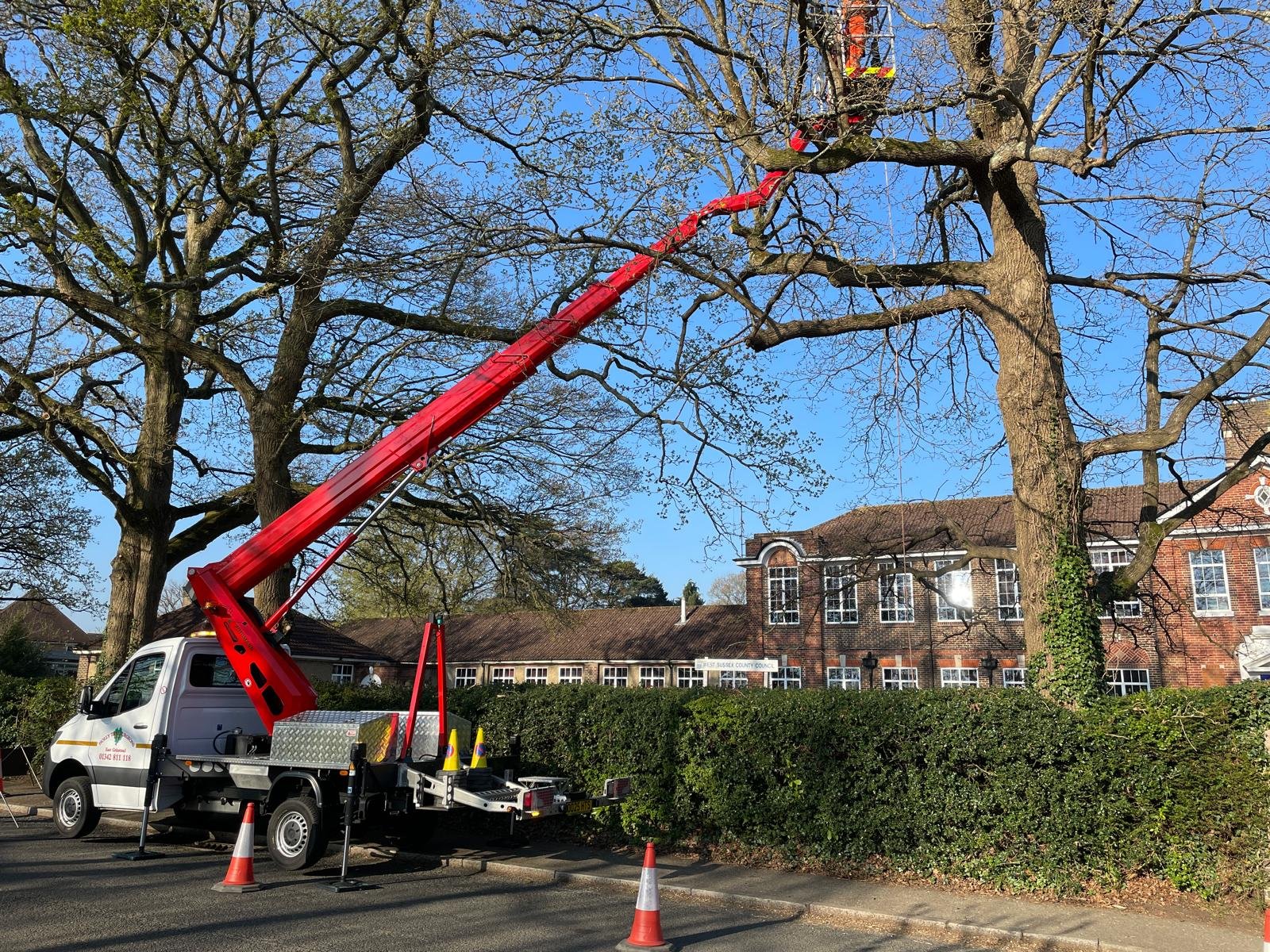 Tree surgeons Sussex, Surrey, Kent